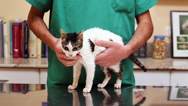 Cerebellar Hypoplasia (Wobbly Cat Syndrome) In Cats: Symptoms, Causes ...