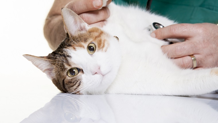Pulmonary Mineralization In Cats: Symptoms, Causes, & Treatments - CatTime
