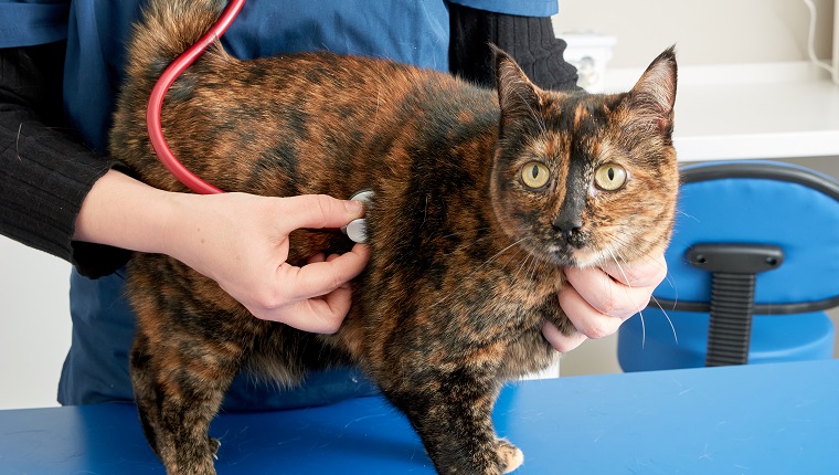 Lymphomatoid Granulomatosis In Cats: Symptoms, Causes, & Treatments ...