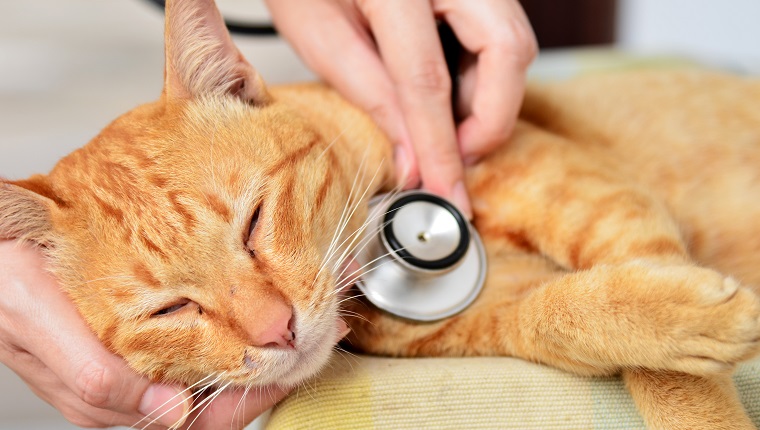 Breathing Difficulties In Cats: Symptoms, Causes, & Treatments - CatTime