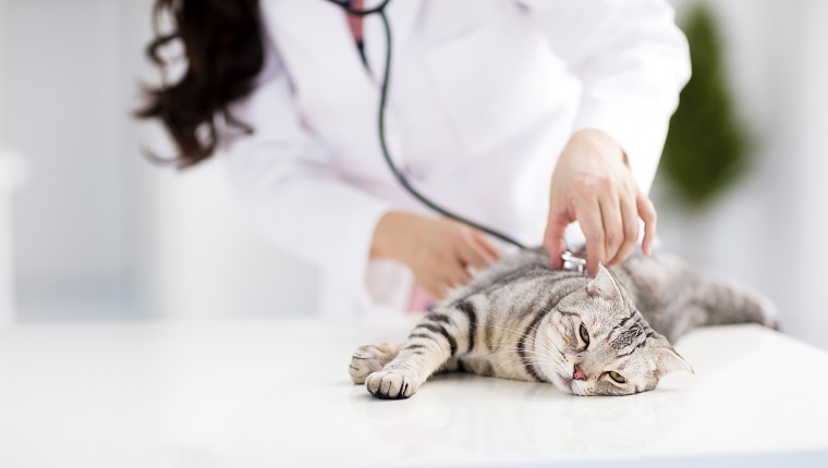 Breathing Difficulties In Cats: Symptoms, Causes, & Treatments - CatTime