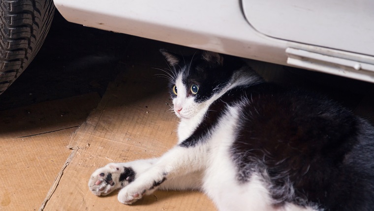 Carbon Monoxide Poisoning In Cats: Symptoms, Causes, & Treatments - CatTime