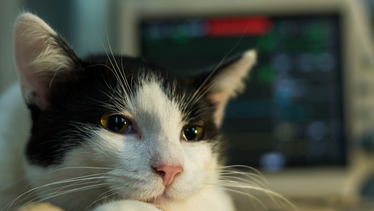 Cardiac Arrest In Cats: Symptoms, Causes, & Treatments - CatTime