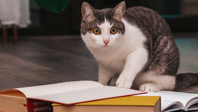 Viral Cats Challenge Study That Says Domestication Made Cat Brains Smaller