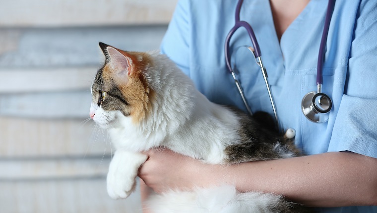 Hyposthenuria In Cats: Symptoms, Causes, & Treatments - CatTime