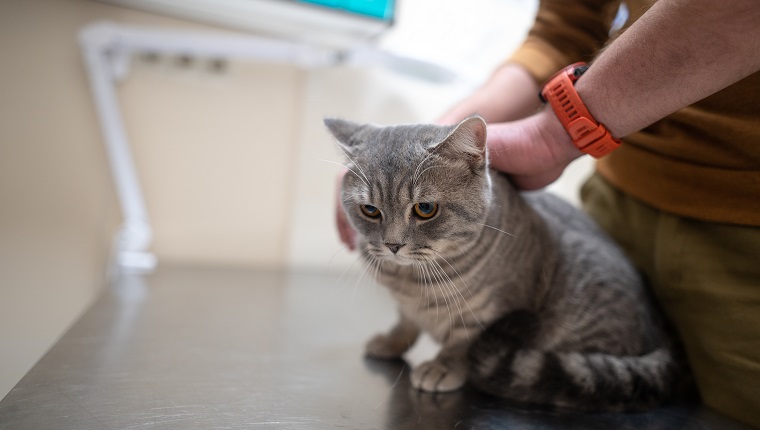 Hyposthenuria In Cats: Symptoms, Causes, & Treatments - CatTime