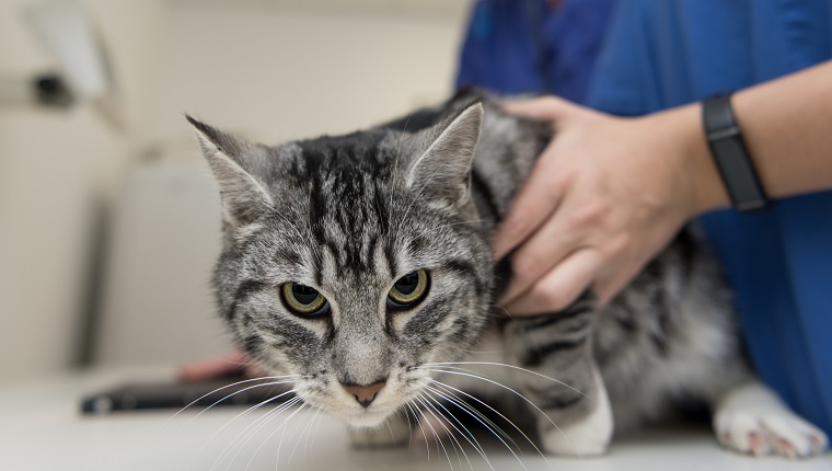 Perianal Fistula In Cats: Symptoms, Causes, & Treatments - CatTime