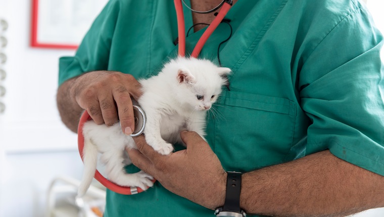 Atrial Septal Defect In Cats: Symptoms, Causes, & Treatments - CatTime