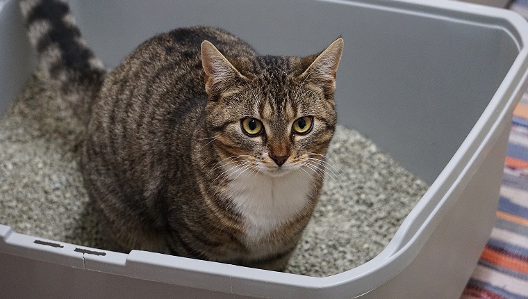 Coccidia In Cats: Symptoms, Causes, & Treatments - CatTime