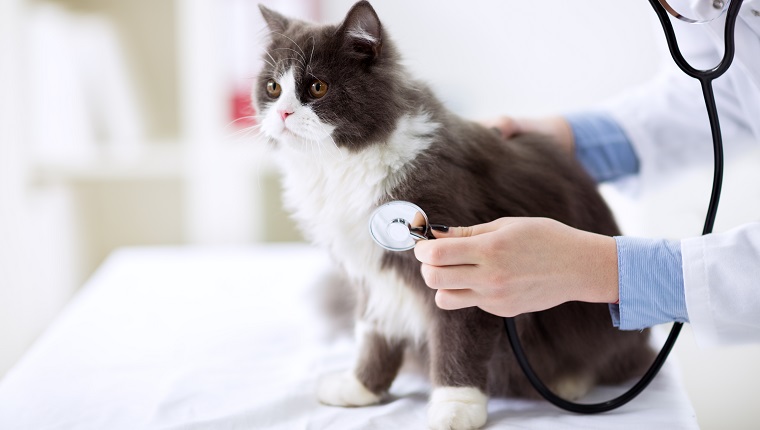 Noncardiogenic Edema In Cats: Symptoms, Causes, & Treatments - CatTime