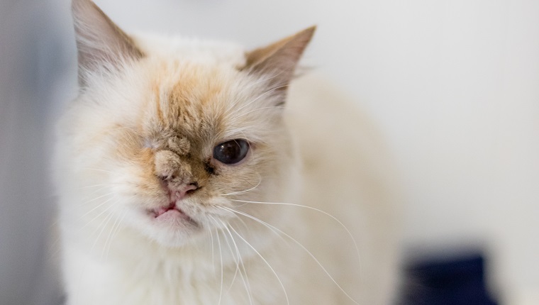 Cleft Palate In Cats: Symptoms, Causes, & Treatments - CatTime