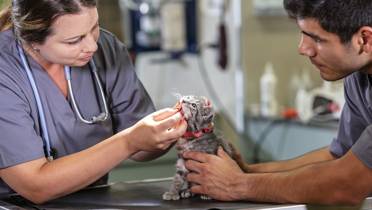 Cleft Palate In Cats: Symptoms, Causes, & Treatments - CatTime