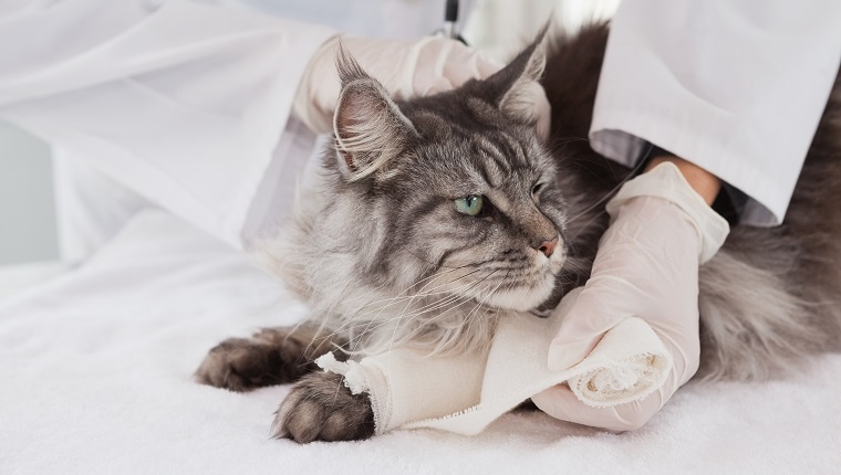 Clotting Deficiency In Cats: Symptoms, Causes, & Treatments - CatTime