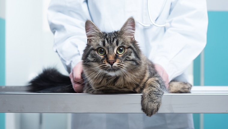 Coagulopathy Of Liver Disease In Cats: Symptoms, Causes, & Treatments ...