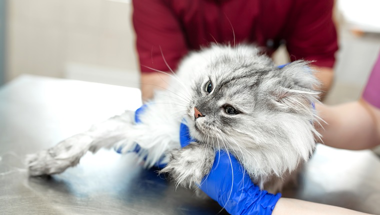 Ebstein's Anomaly In Cats: Symptoms, Causes, & Treatments - CatTime