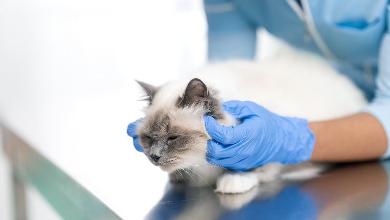 Ebstein's Anomaly In Cats: Symptoms, Causes, & Treatments - CatTime