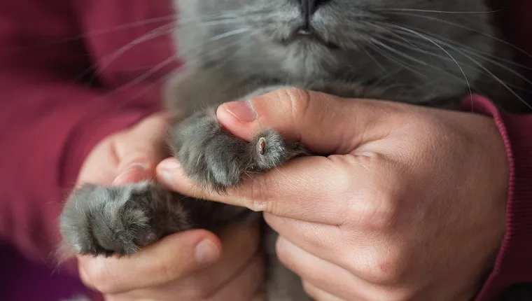 Nail Disorders In Cats: Symptoms, Causes, & Treatments - CatTime