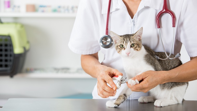 Nail Disorders In Cats: Symptoms, Causes, & Treatments - CatTime