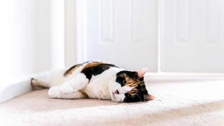 Tracheal (Windpipe) Collapse In Cats: Symptoms, Causes, & Treatments ...