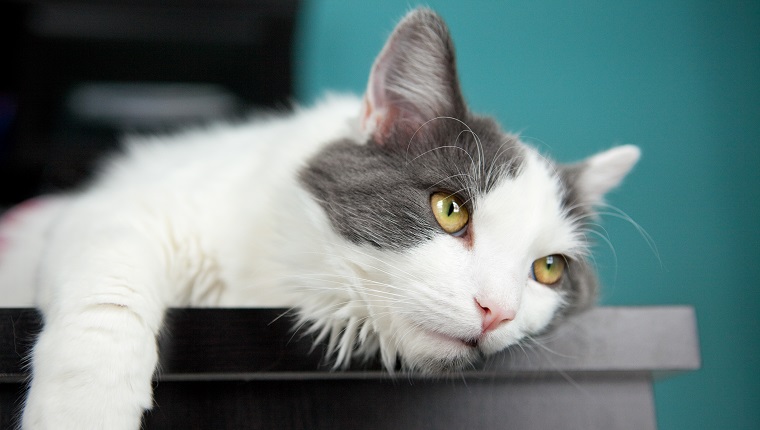 Tracheal (Windpipe) Collapse In Cats: Symptoms, Causes, & Treatments ...