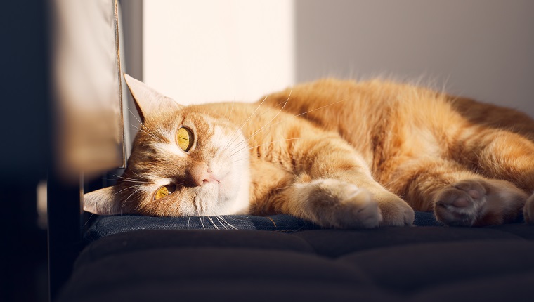Clostridial Enterotoxicosis In Cats: Symptoms, Causes, & Treatments ...