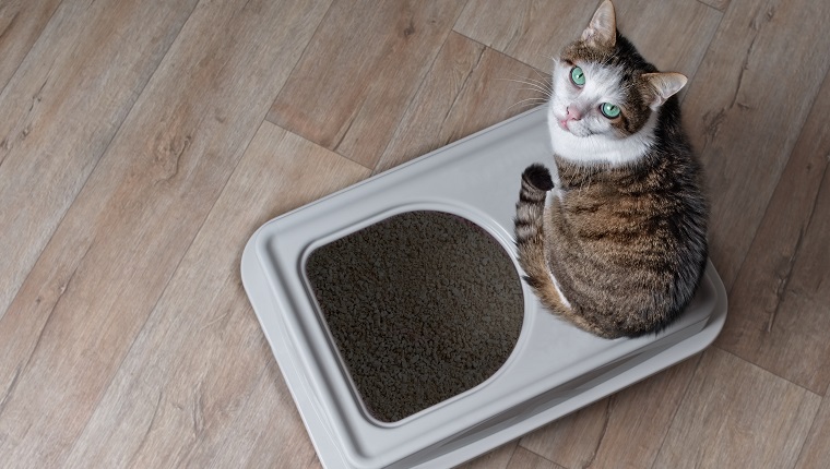 Crystalluria In Cats: Symptoms, Causes, & Treatments - CatTime