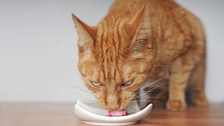 Gastrointestinal Food Reaction In Cats: Symptoms, Causes, & Treatments ...