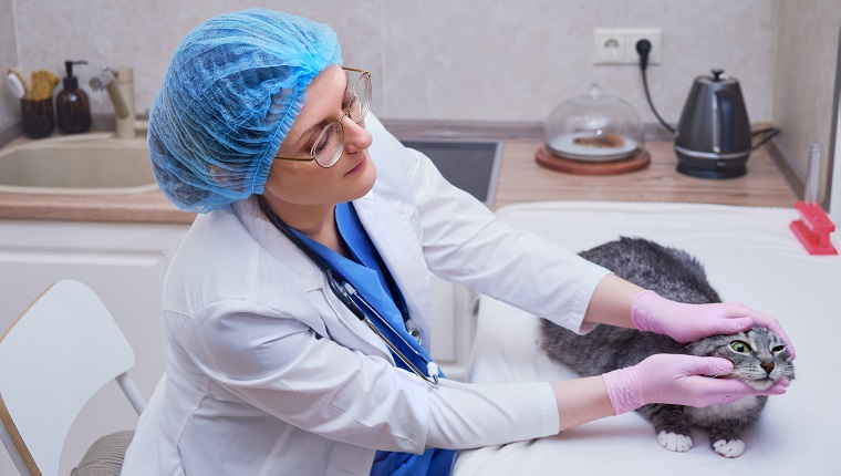 Iris Atrophy In Cats: Symptoms, Causes, & Treatments - CatTime