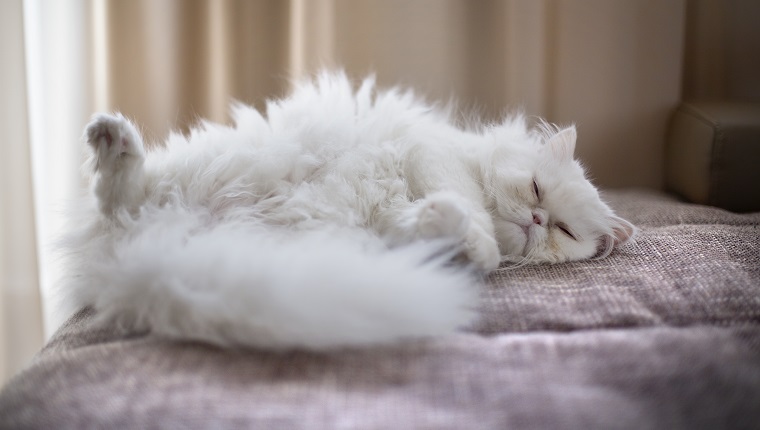 Cat Snoring: Symptoms, Causes, & Treatments - CatTime