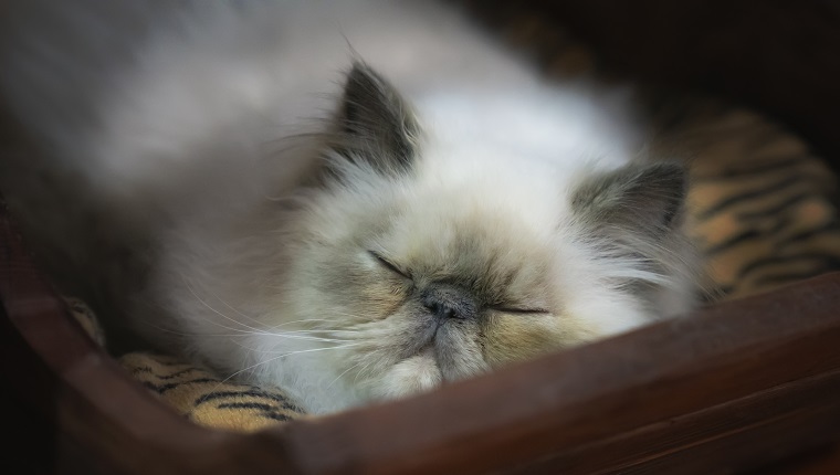 Cat Snoring: Symptoms, Causes, & Treatments - CatTime