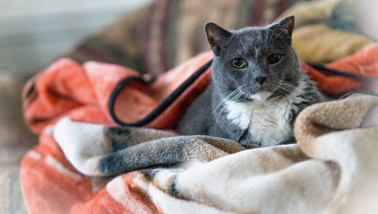 Dementia In Cats (Cognitive Dysfunction Syndrome): Symptoms, Causes ...