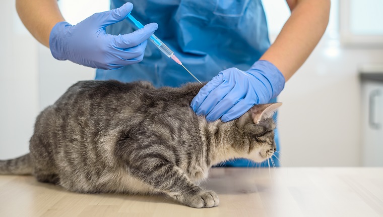 Diabetes With Ketoacidosis In Cats: Symptoms, Causes, & Treatments ...