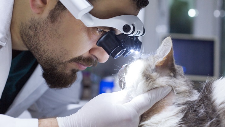 Ectropion (Droopy Eye) In Cats: Symptoms, Causes, & Treatments - CatTime