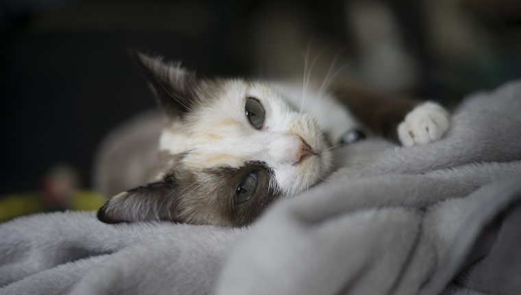 Intestinal Blockage In Cats: Symptoms, Causes, & Treatments - CatTime