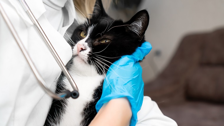 Lens Luxation (Dislocated Eye Lens) In Cats: Symptoms, Causes ...