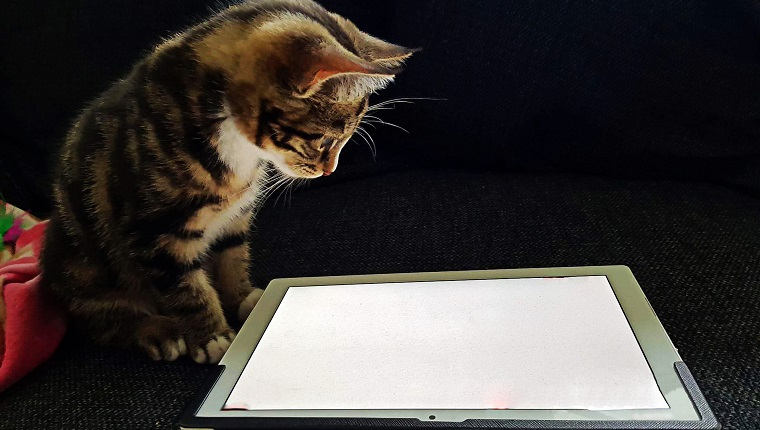 Daily Dose Of Cute: Kitten Practices Pouncing With Tablet Video Game ...