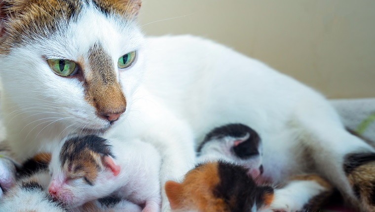Happy Mother's Day: 6 True Stories Of Amazing Mama Cats Who Saved Their ...