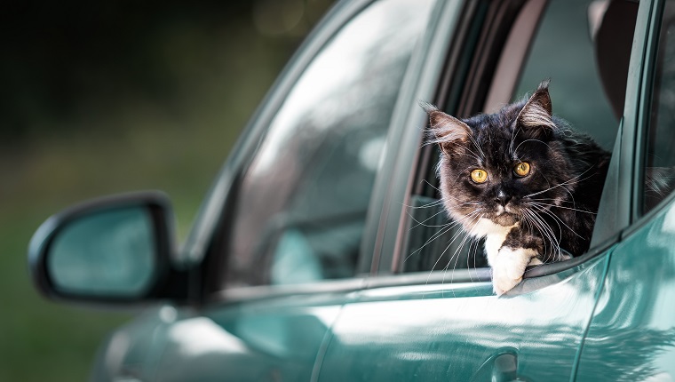 Humane Society Rescues 47 Cats From Dangerously Hot SUV - CatTime