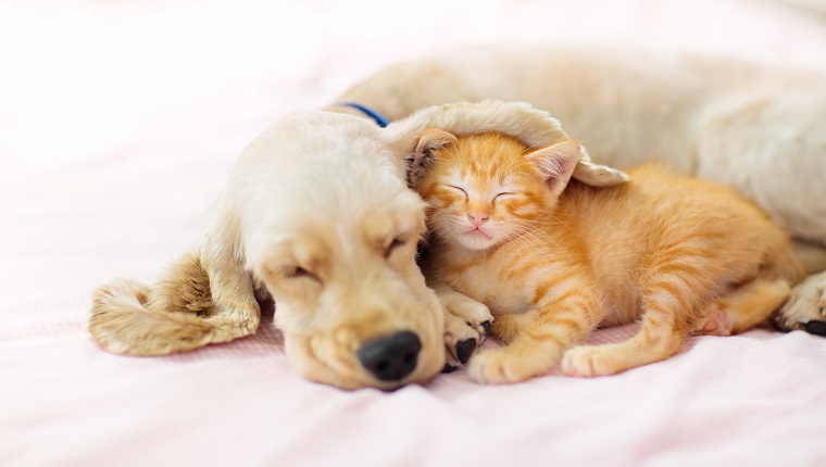 Daily Dose Of Cute: Cat Cuddles On Top Of Dog Brother When Human Isn't ...
