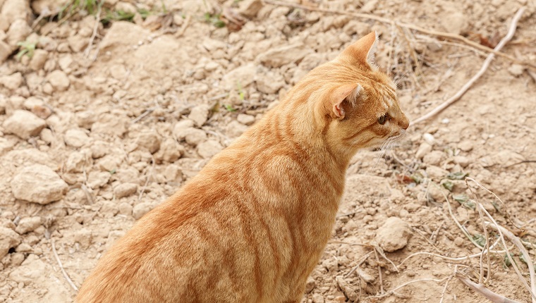 Dehydration In Cats: Symptoms, Causes, & Treatments - CatTime
