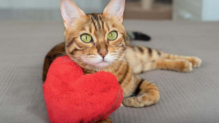 5 Things You Can Do To Keep Your Cat's Heart Healthy - CatTime