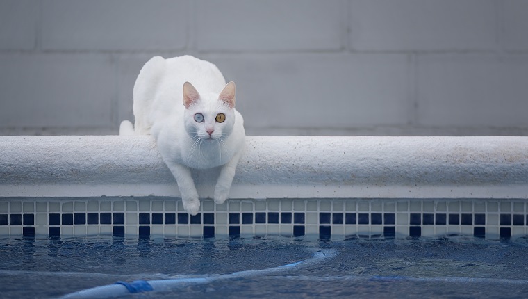 Near Drowning In Cats: Symptoms, Causes, & Treatments - CatTime
