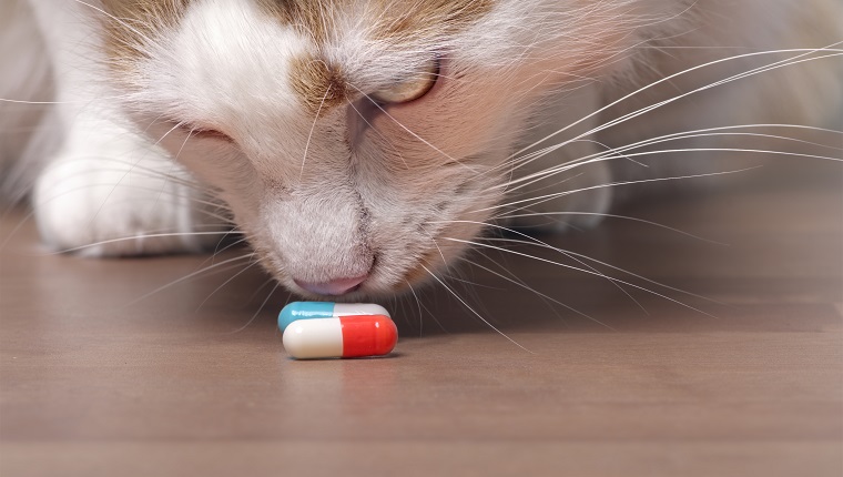10 Most Common Ways Cats Are Accidentally Poisoned - CatTime