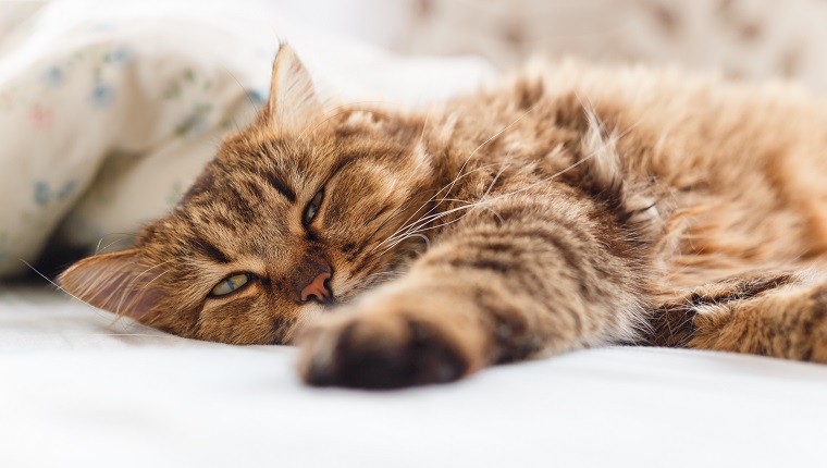 Salt Poisoning In Cats: Symptoms, Causes, & Treatments - CatTime