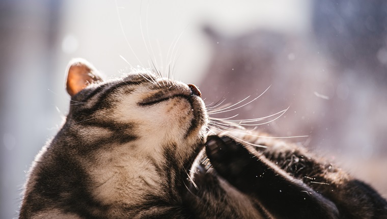 Skin Allergies In Cats: Symptoms, Causes, & Treatments - CatTime