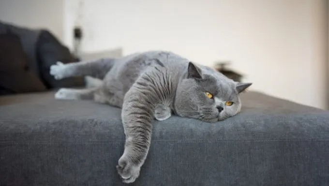 Chronic Inflammation of the Bronchi in Cats: Symptoms, Causes ...