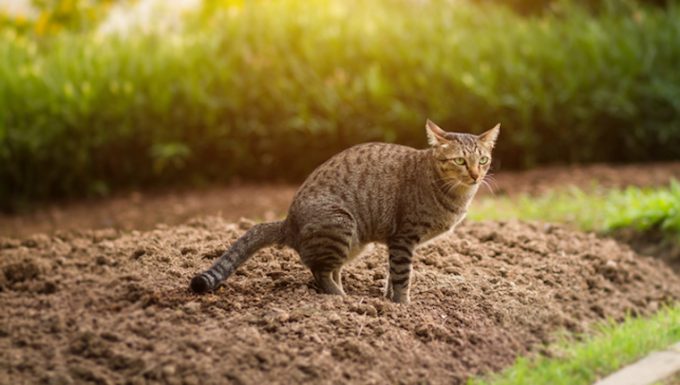 Colonic or Rectal Inflammation in Cats: Symptoms, Causes, & Treatments ...