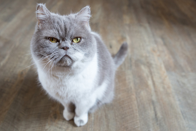 Colonic Ulcer In Cats: Symptoms, Causes, & Treatments - CatTime