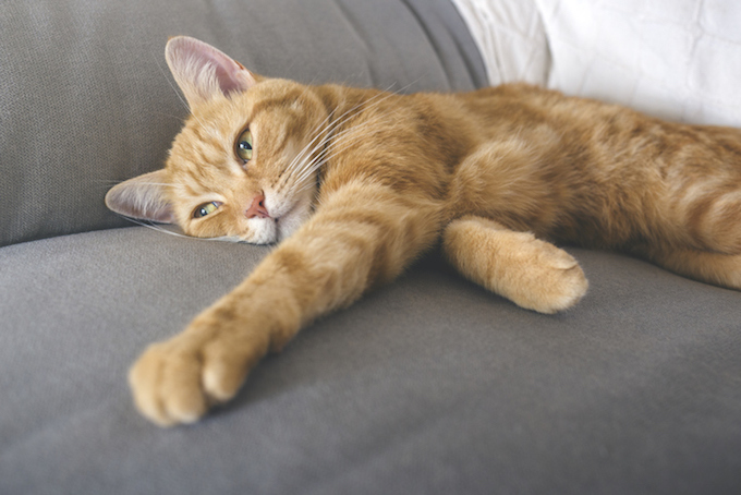 Chronic Inflammation of the Bronchi in Cats: Symptoms, Causes ...