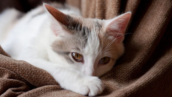 Cirrhosis and Fibrosis of the Liver in Cats: Symptoms, Causes ...